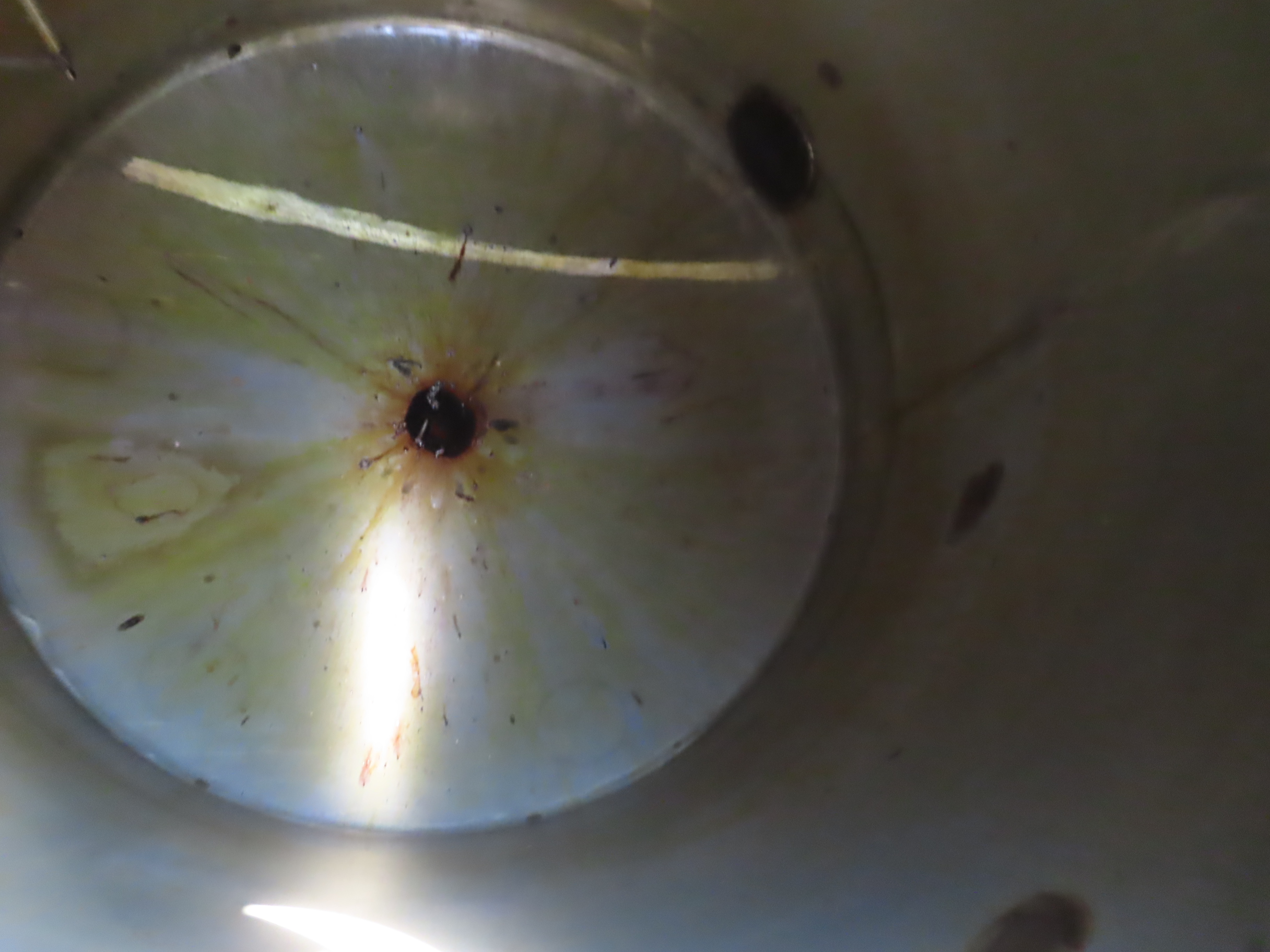 1,500 gallon Stainless Steel Closed top Tank, dish bottom on legs